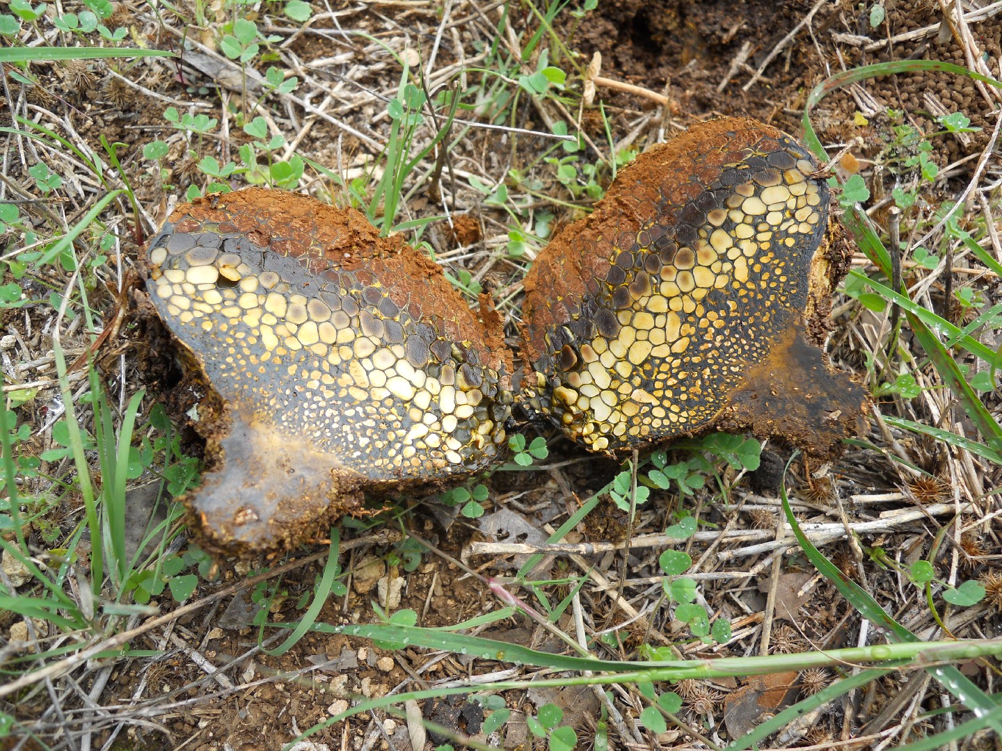 Maza tintorera ¿Cómo identificarlo? - Picture Mushroom