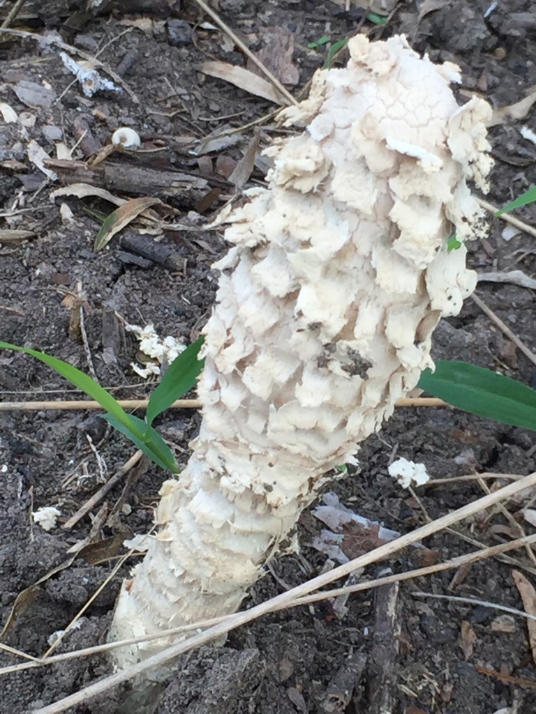 Podaxis (Podaxis) - Picture Mushroom