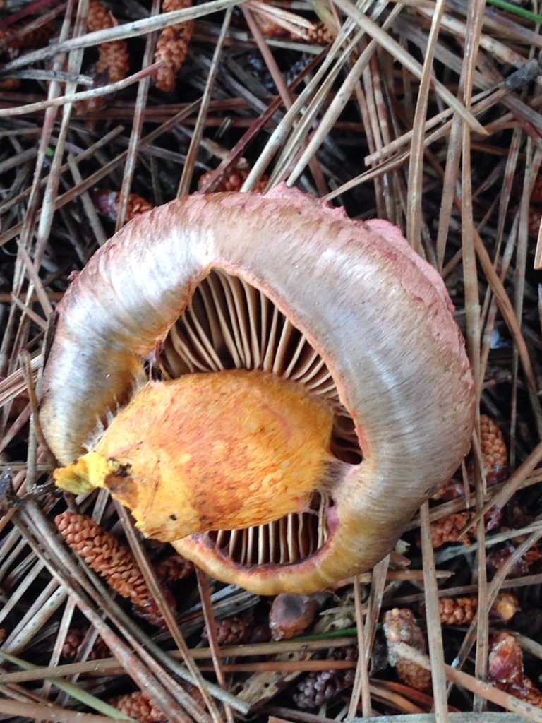 Chroogomphus (Chroogomphus) - Picture Mushroom