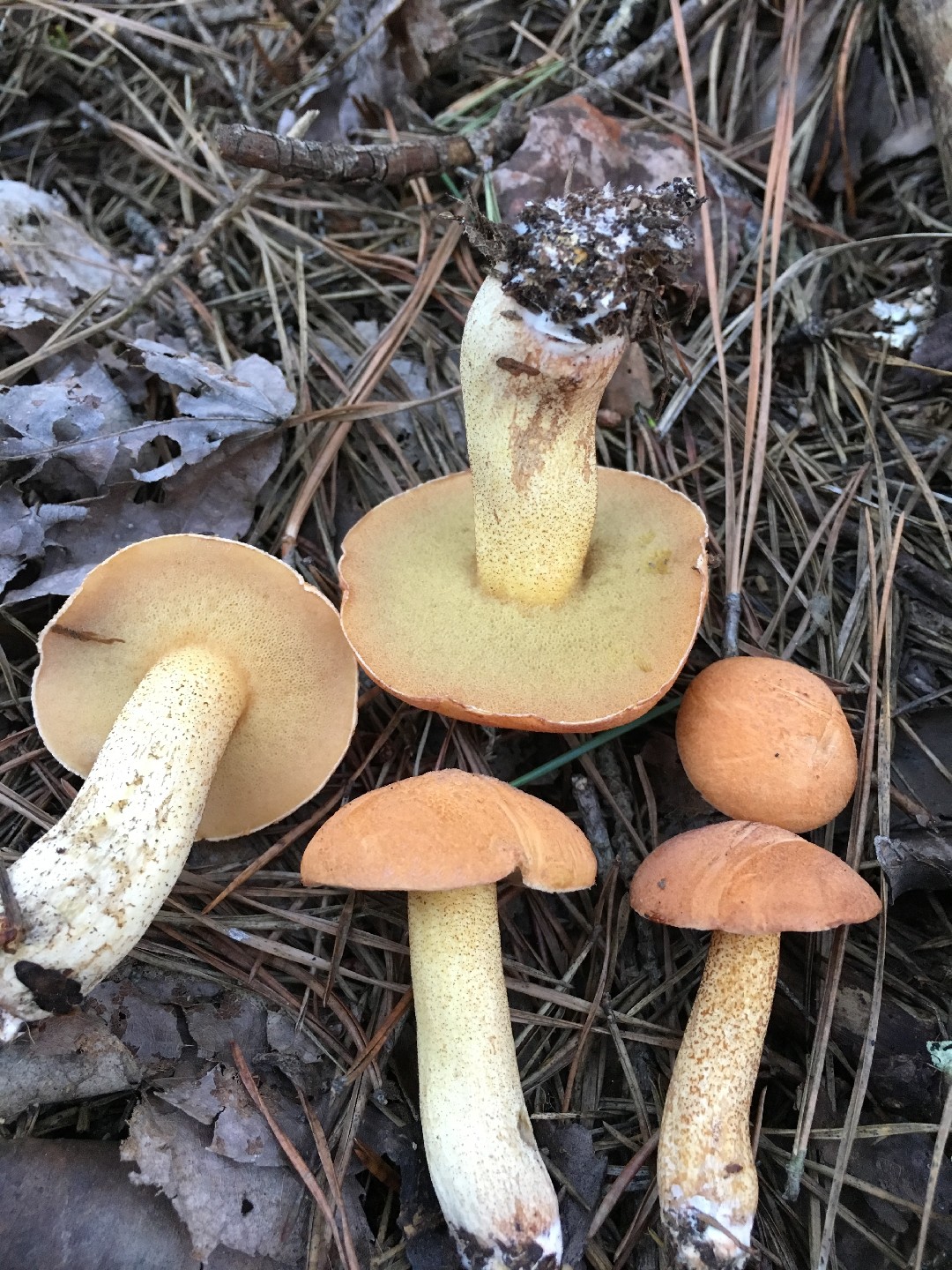 Маслёнок (Suillus) - Picture Mushroom
