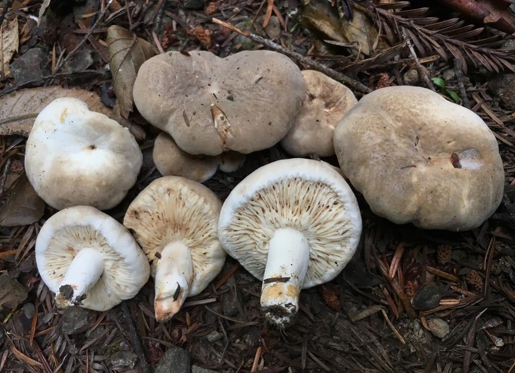 Млечник (Lactarius) - Picture Mushroom