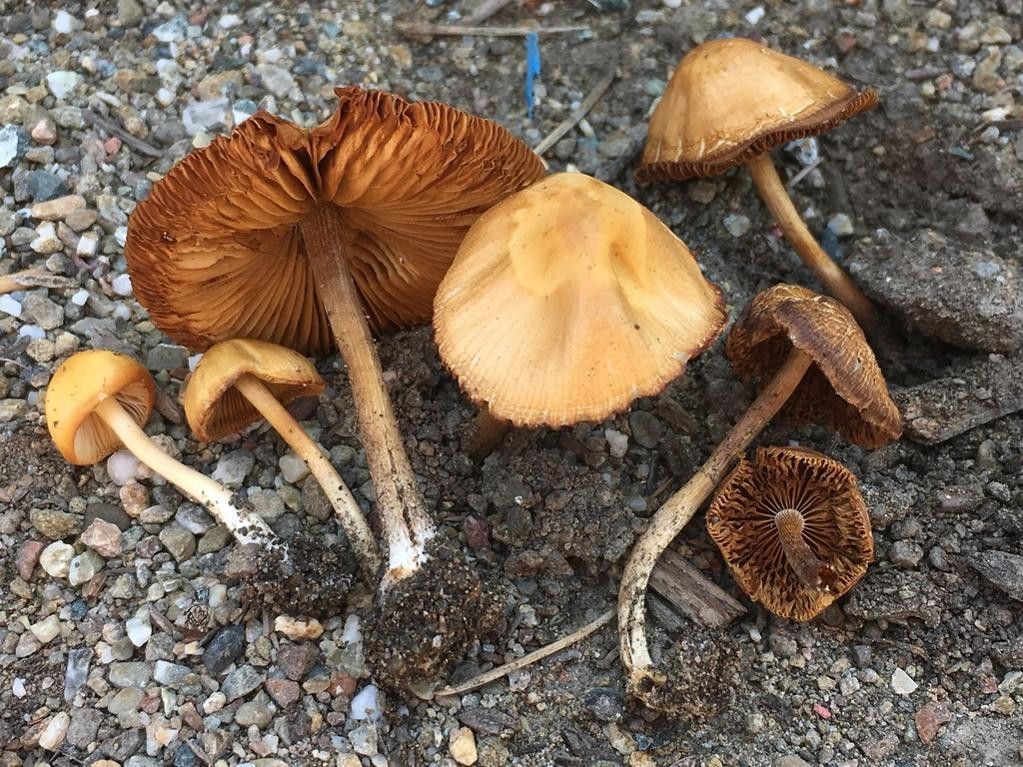 Conocybe aurea (Conocybe aurea) - Picture Mushroom