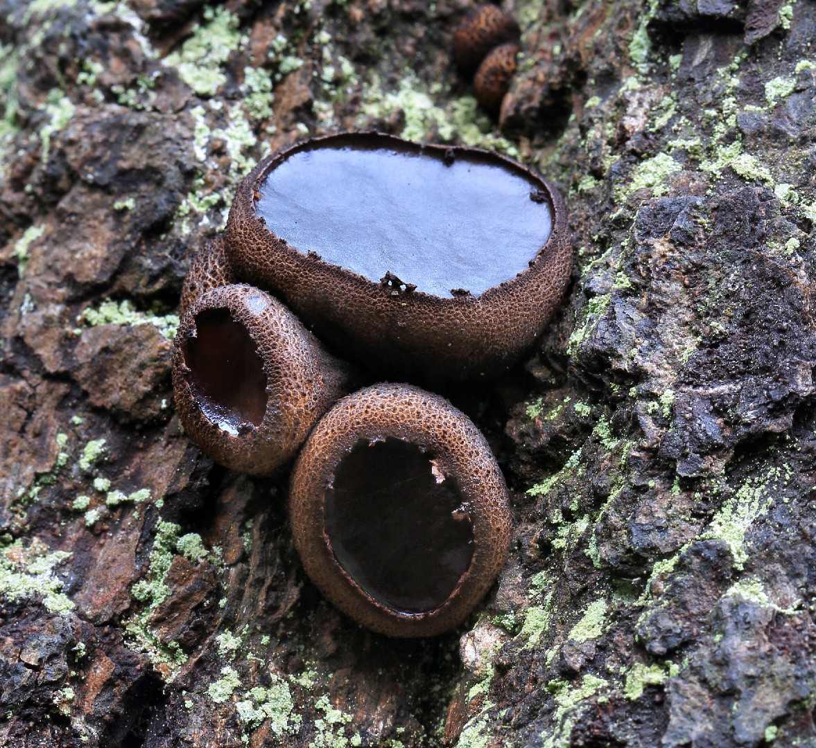 Bulgaria tiznada (Bulgaria inquinans) - Picture Mushroom