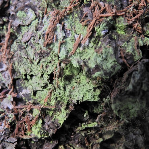 Lepraria jackii (Lepraria jackii) - Picture Mushroom