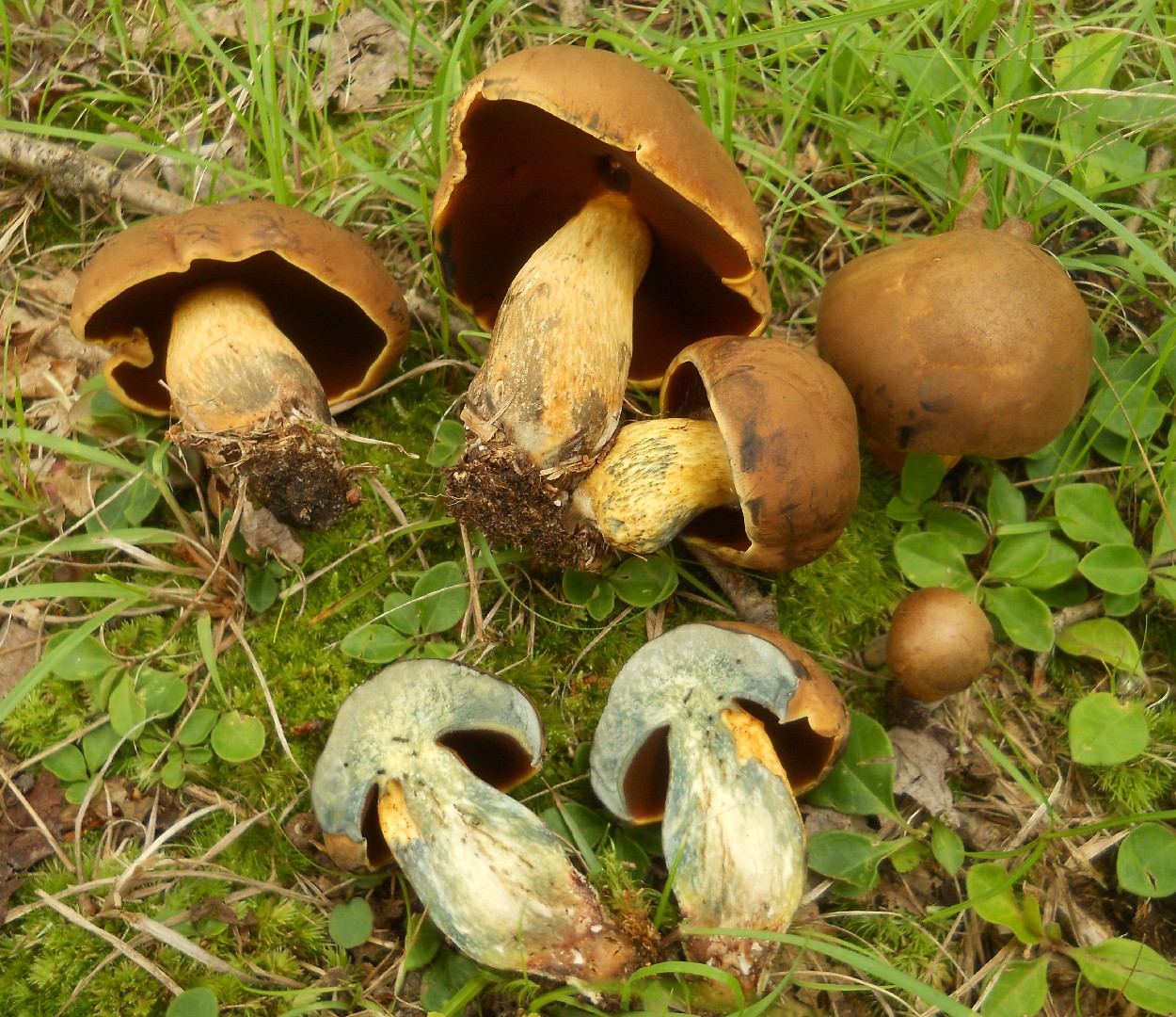 Boletus vermiculosus (Boletus vermiculosus) - Picture Mushroom