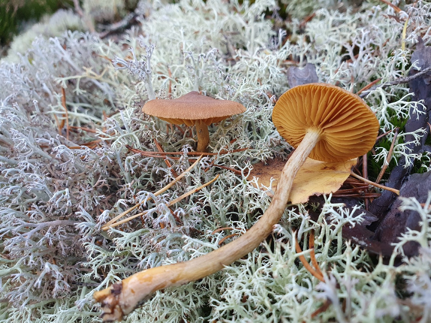 Cortinarius croceus (Cortinarius croceus) - Picture Mushroom