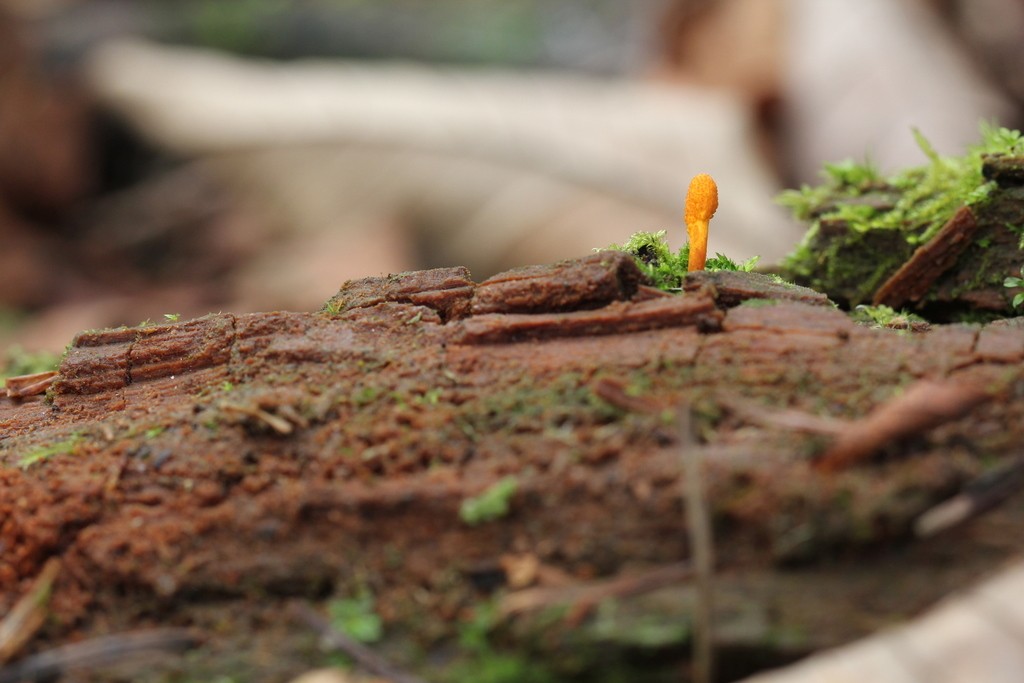 Cordyceps formosana (Cordyceps formosana) - Picture Mushroom