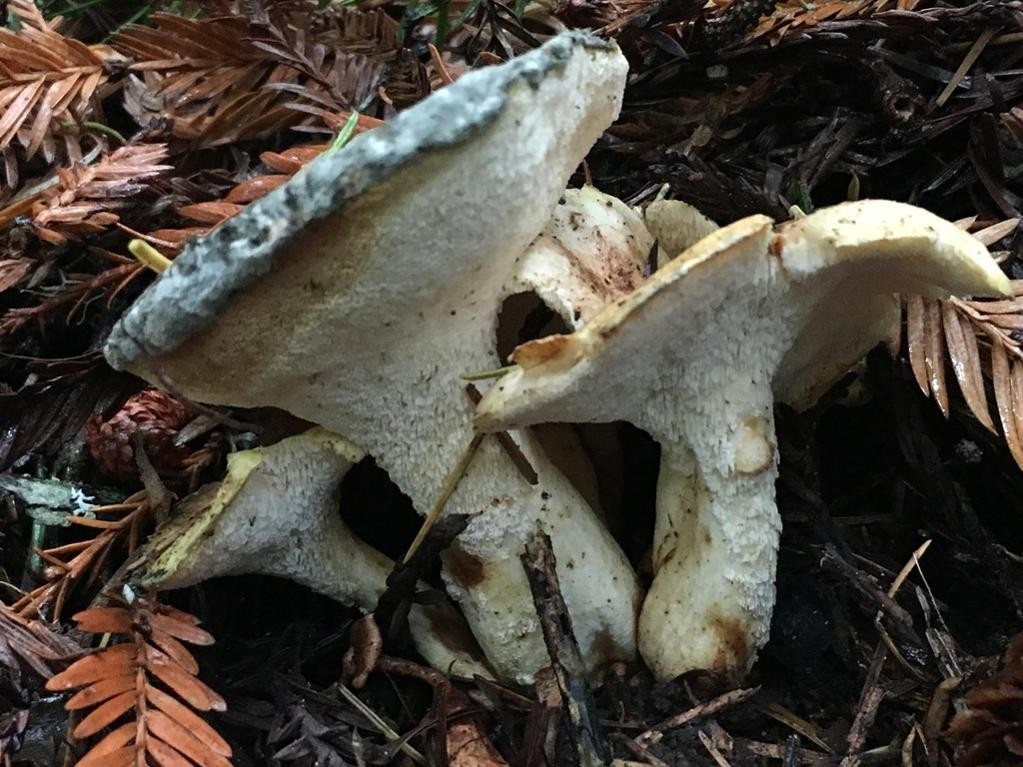 Albatrellus avellaneus (Albatrellus avellaneus) - Picture Mushroom