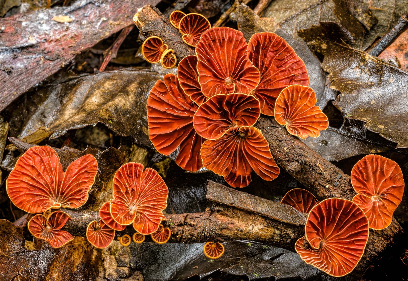 Anthracophyllum archeri (Anthracophyllum archeri) - Picture Mushroom