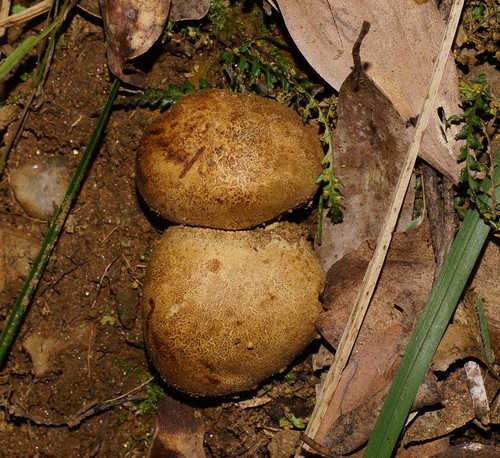 Scleroderma amarillo ¿Cómo identificarlo? - Picture Mushroom