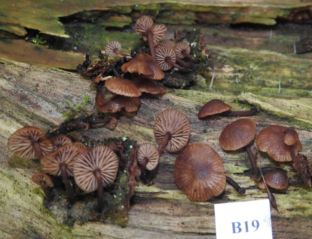 Gymnopus (Gymnopus) - Picture Mushroom