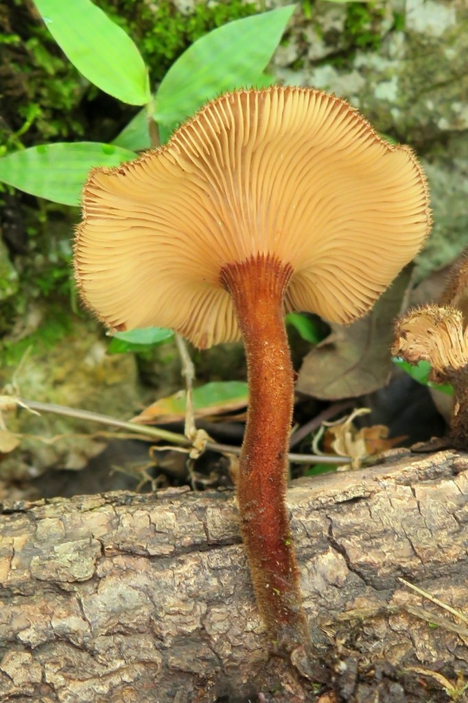Lentinus velutinus (Lentinus velutinus) - Picture Mushroom