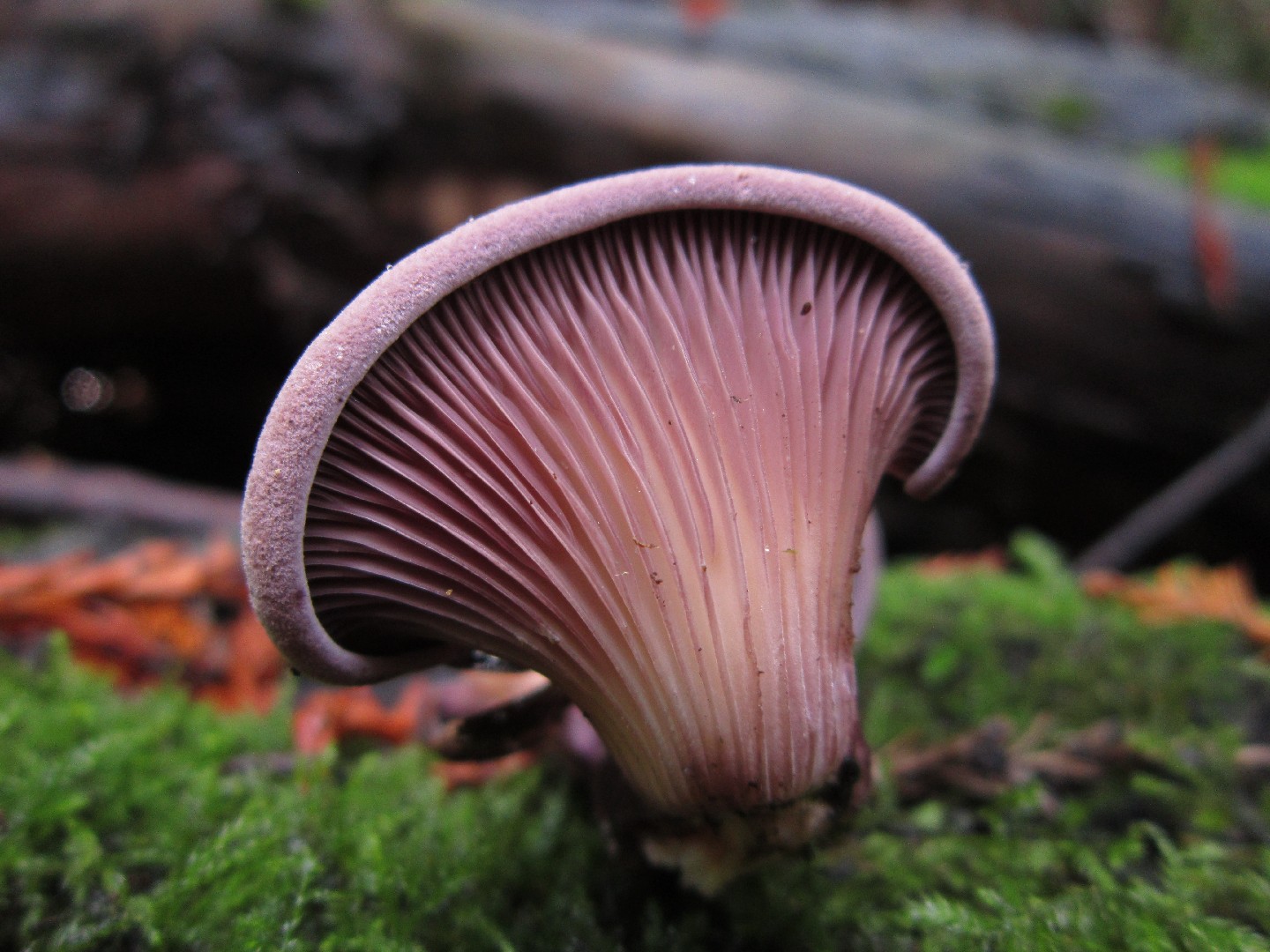 Knäuelinge (Panus) - Picture Mushroom