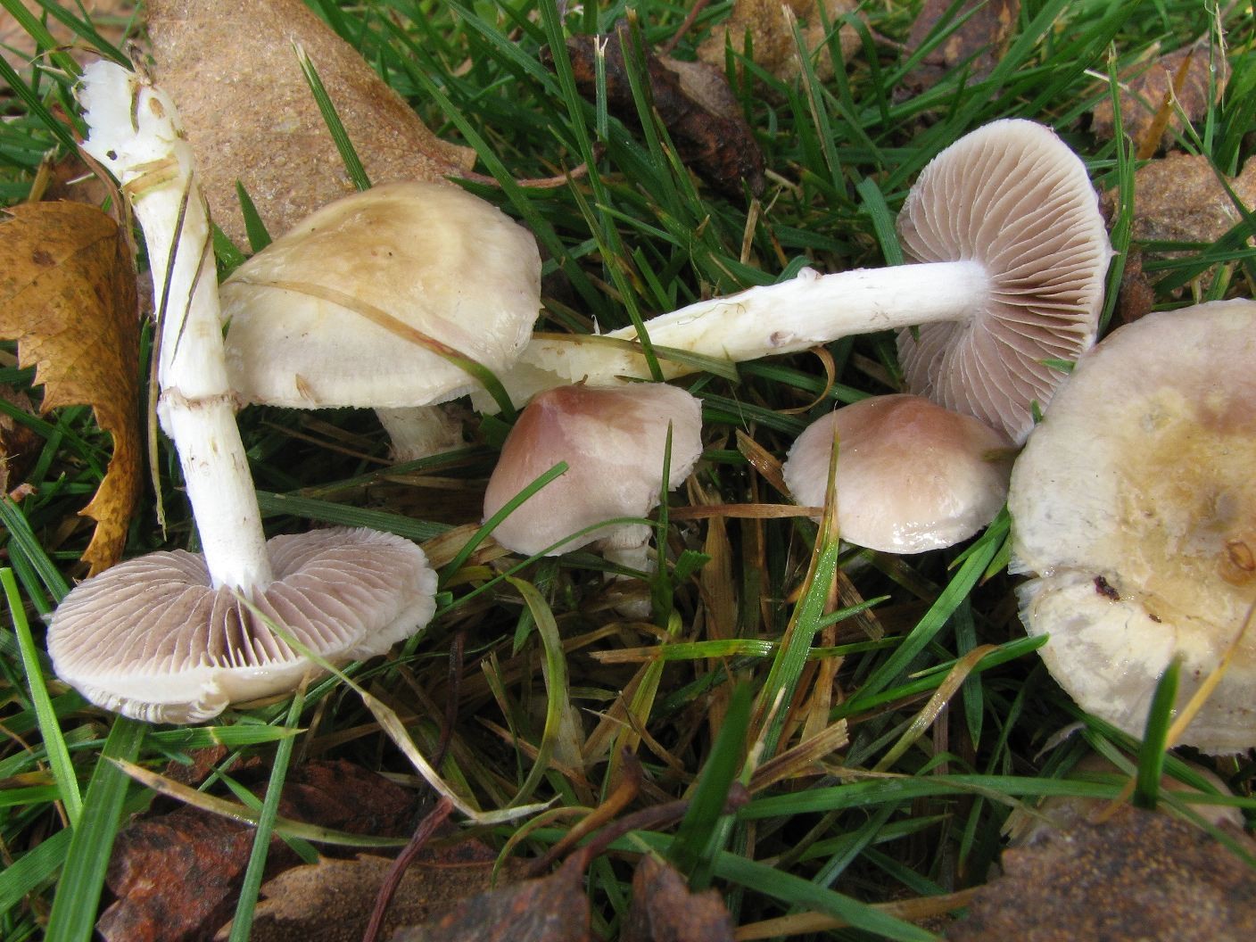 Stropharia (Stropharia) - Picture Mushroom