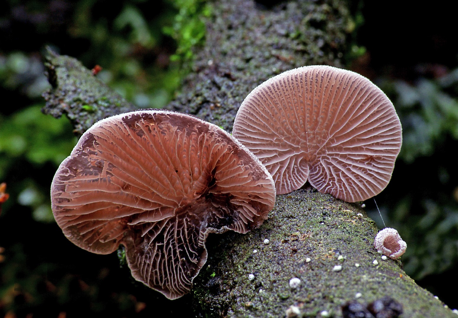 Conchomyces (Conchomyces) - Picture Mushroom