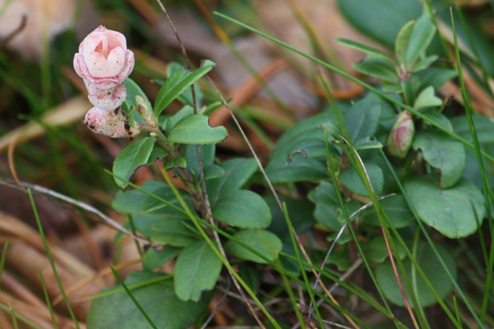 Exobasidium (Exobasidium) - Picture Mushroom