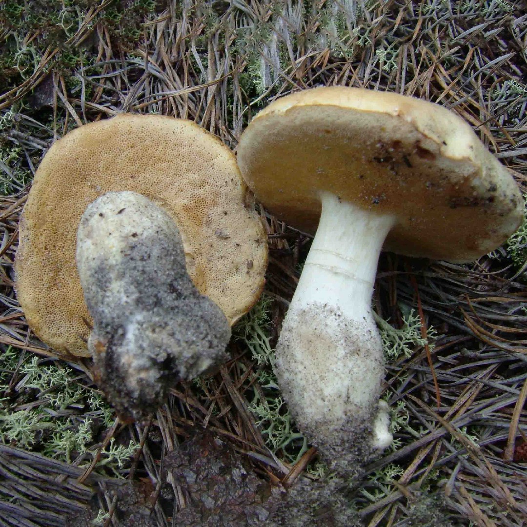 Xanthoconium (Xanthoconium) - Picture Mushroom