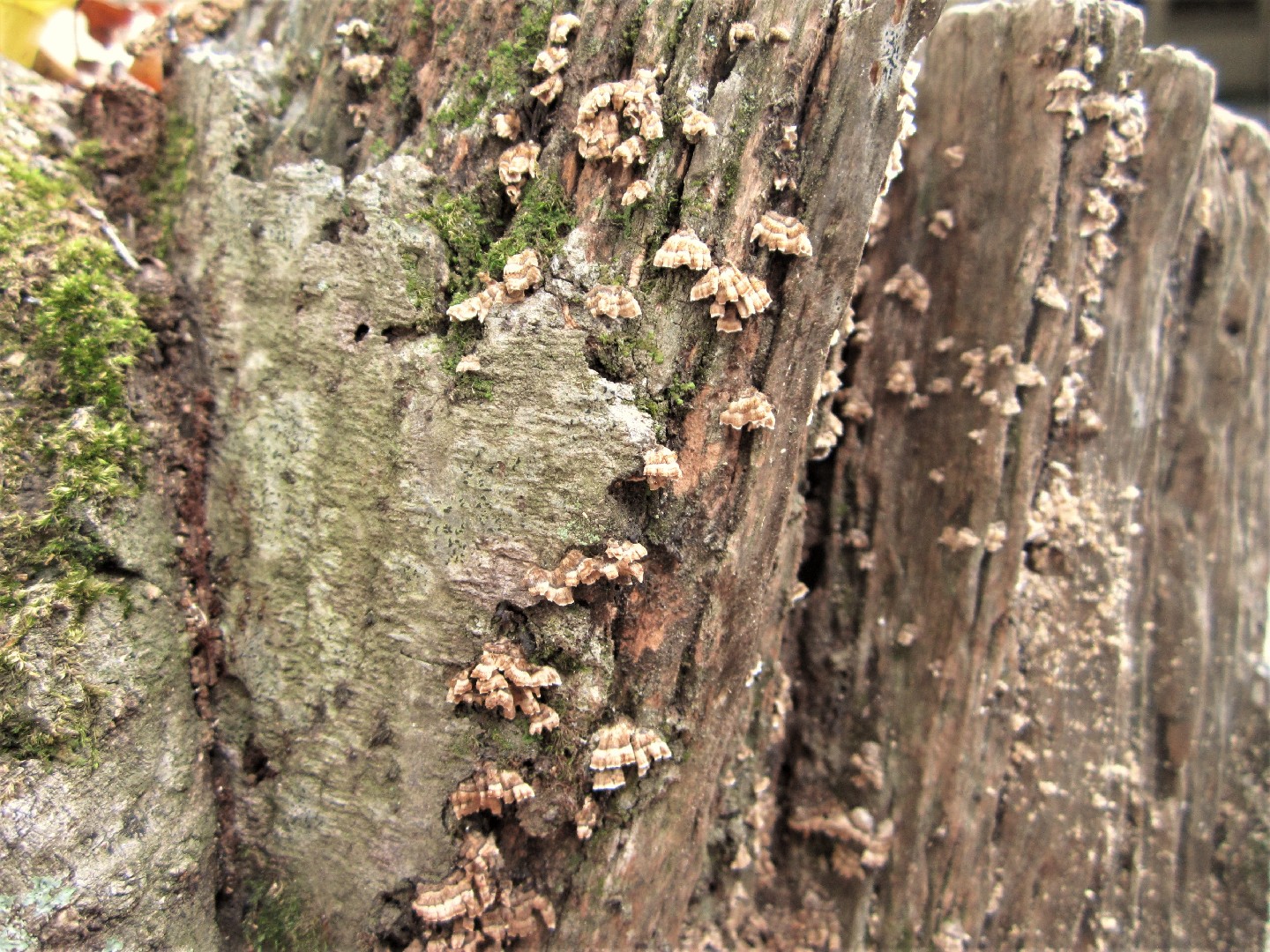 Xylobolus spectabilis (Xylobolus spectabilis) - Picture Mushroom