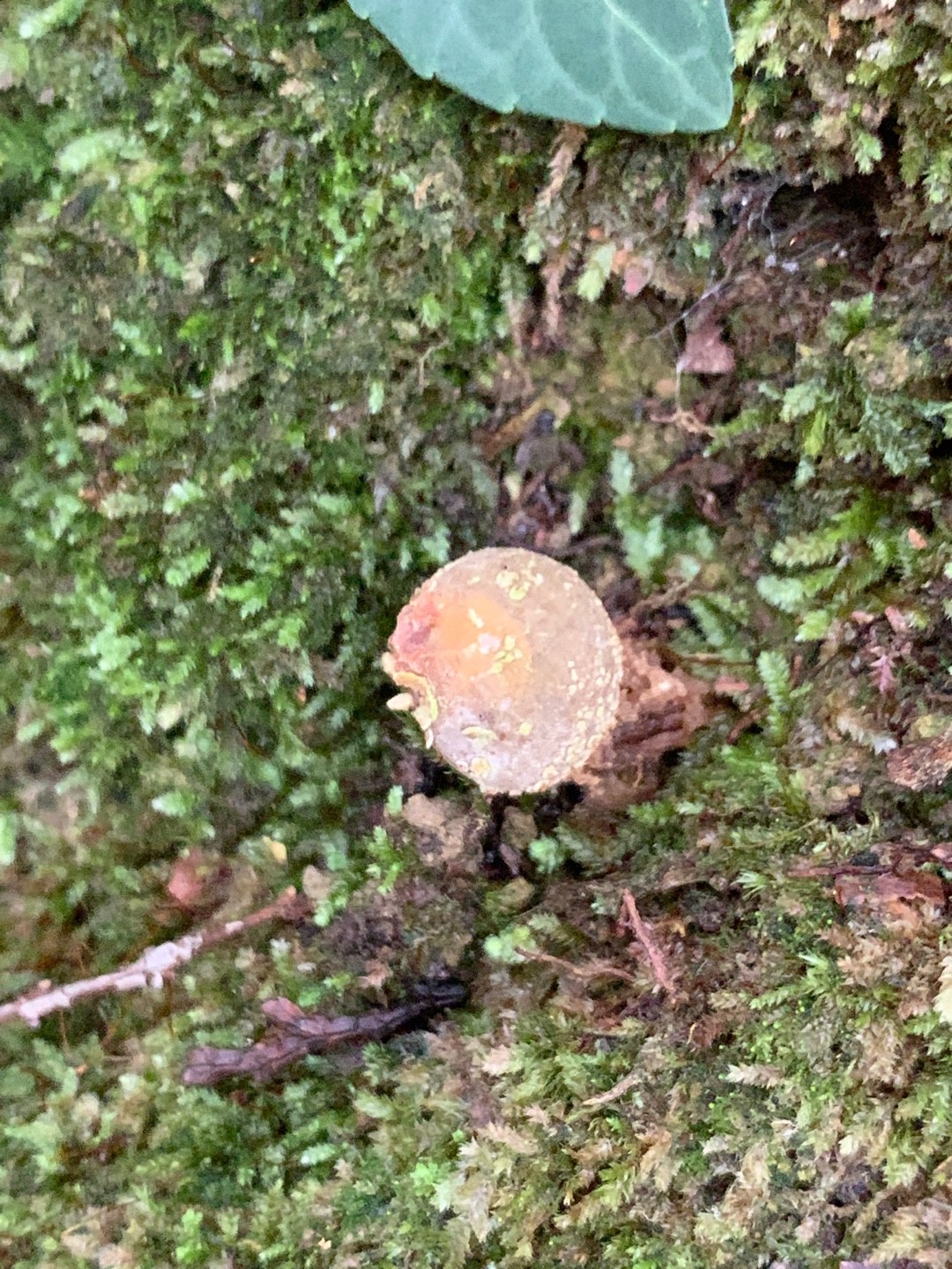 Calostoma (Calostomataceae) - Picture Mushroom
