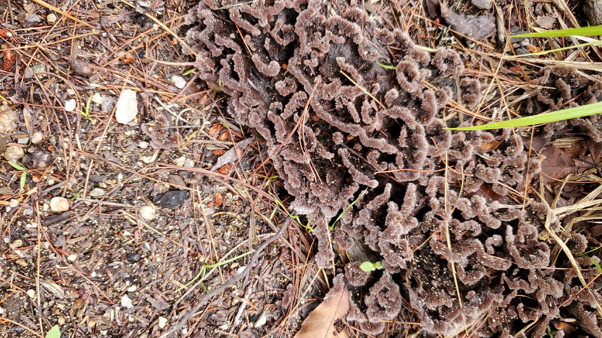Телефоровые (Thelephoraceae) - Picture Mushroom