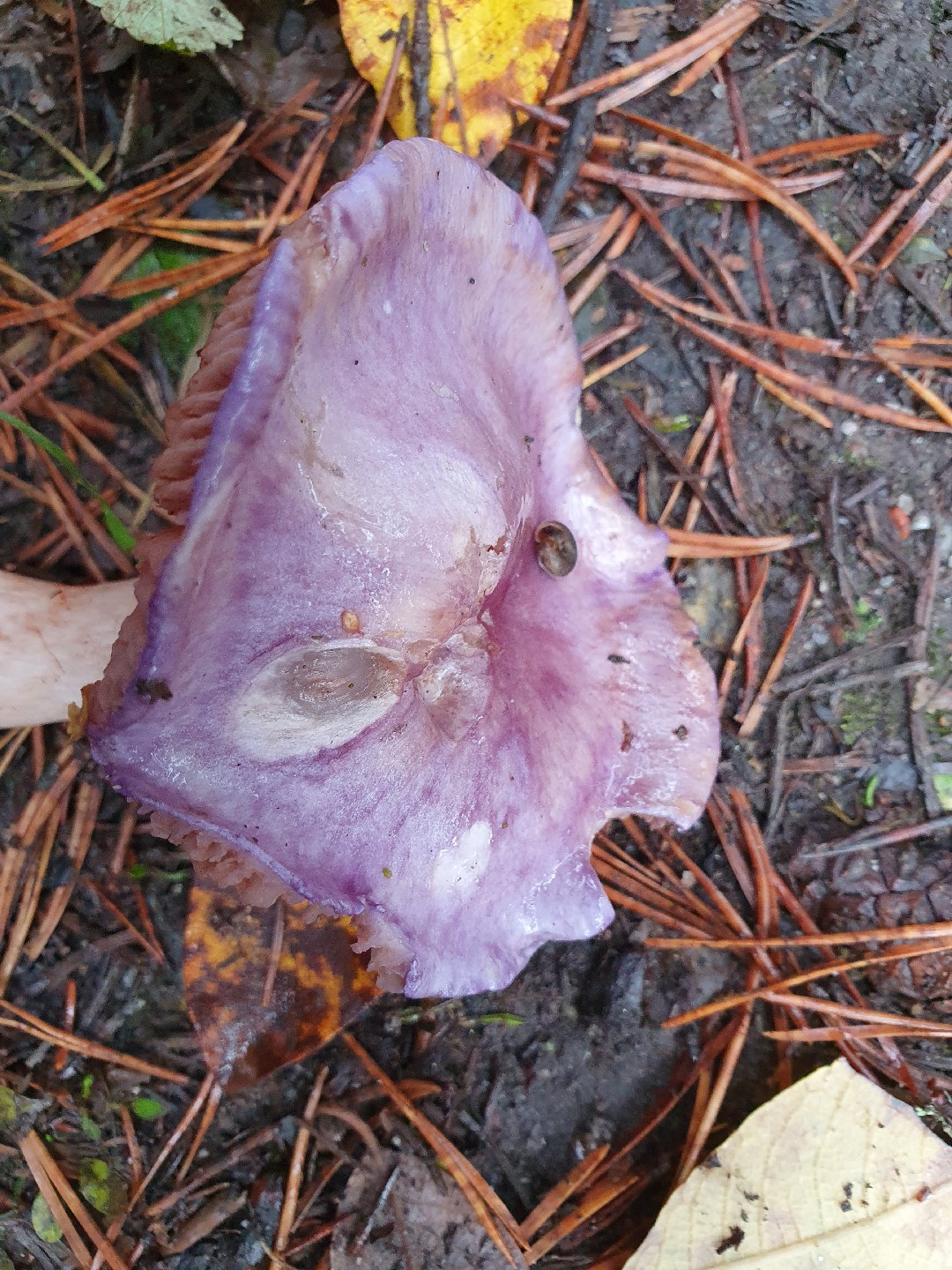 Паутинник голубой (Cortinarius salor) - Picture Mushroom