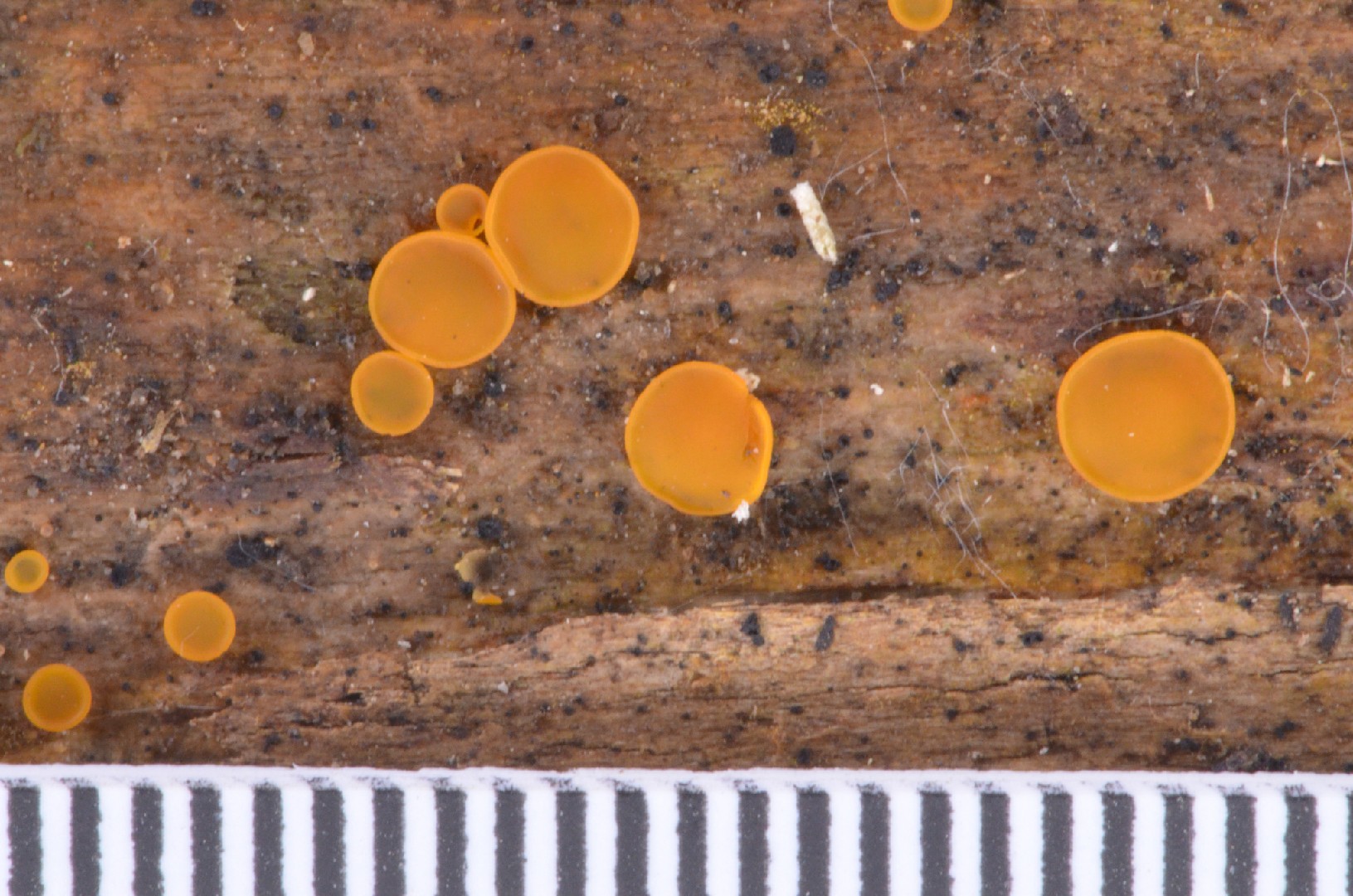 Orbilia xanthostigma (Orbilia xanthostigma) - Picture Mushroom