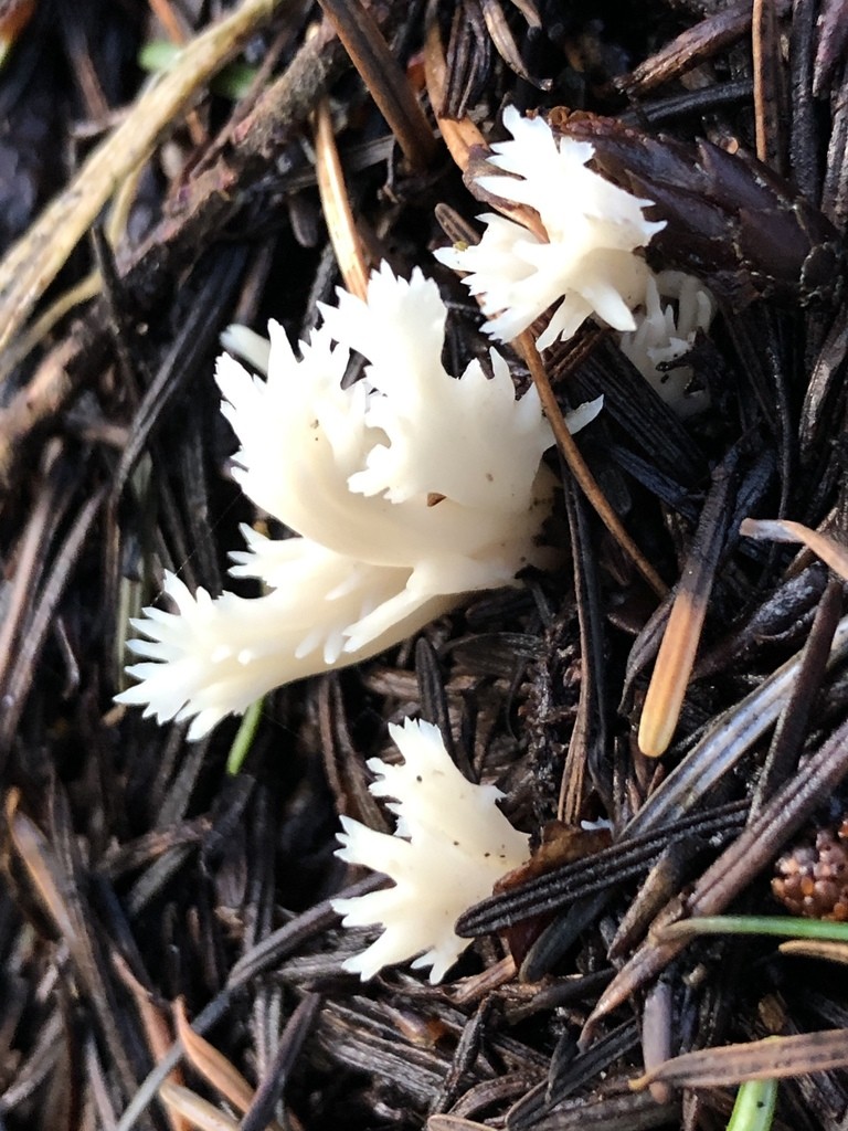 Clavulina (Clavulina) - Picture Mushroom