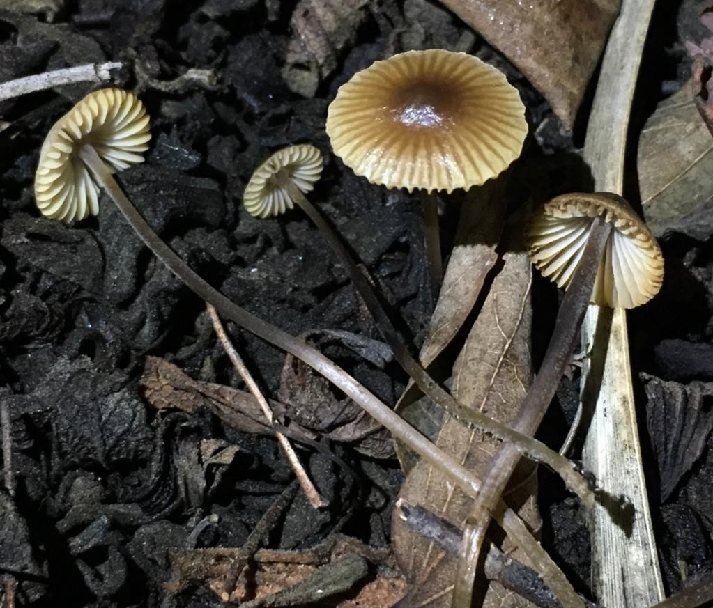 Mycena citrinomarginata (Mycena citrinomarginata) - Picture Mushroom