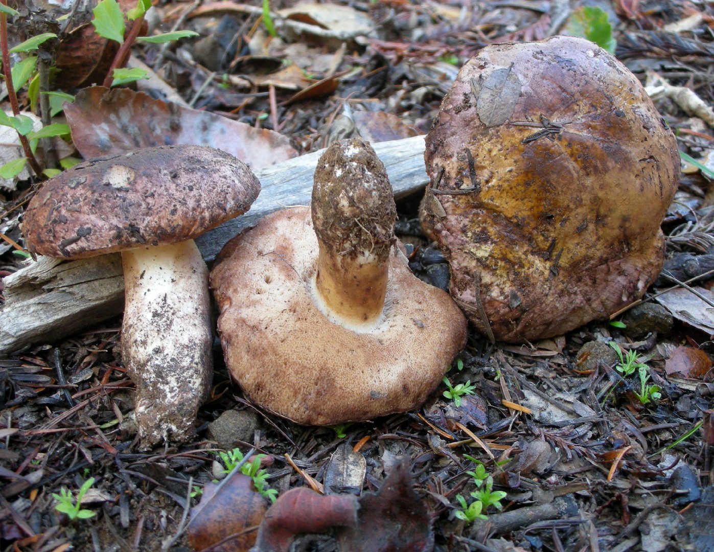 Tylopilus humilis (Tylopilus humilis) - Picture Mushroom