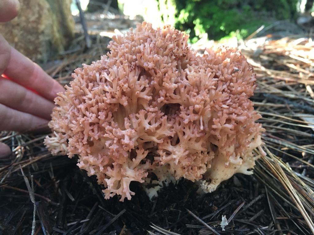Ramaria botrytoides (Ramaria botrytoides) - Picture Mushroom