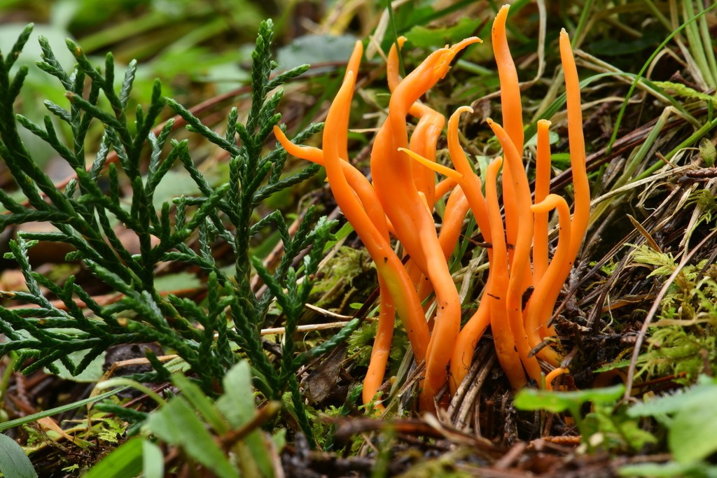 Clavulinopsis aurantiocinnabarina (Clavulinopsis aurantiocinnabarina ...