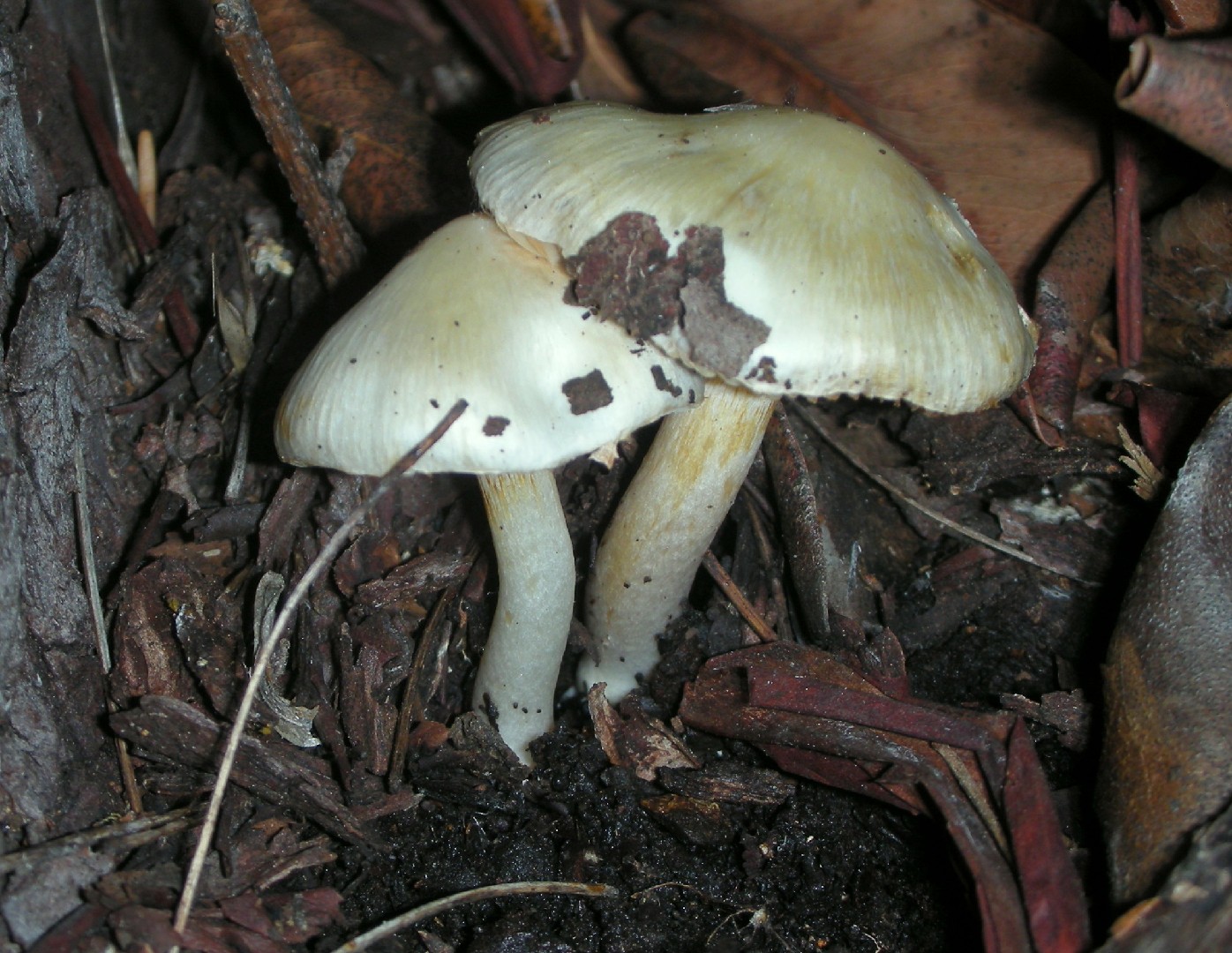 White fibercap How to identify it? - Picture Mushroom