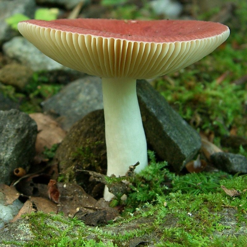 Russula maculata (Russula maculata) - Picture Mushroom