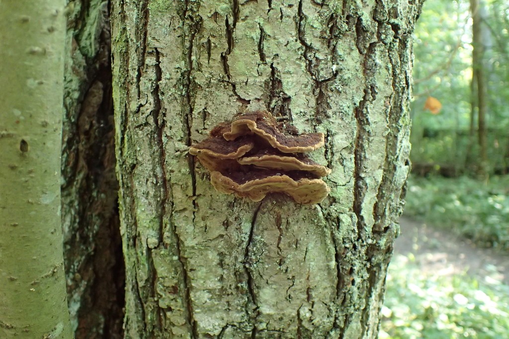 Phellinopsis conchata (Phellinopsis conchata) - Picture Mushroom