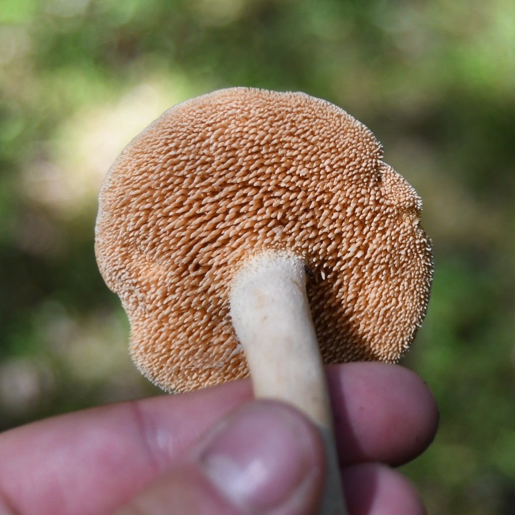 Terracotta hedgehog How to identify it? - Picture Mushroom