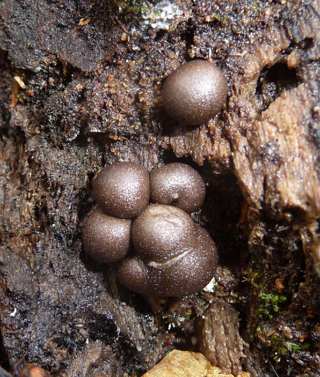 Hypoxylon fuscum (Hypoxylon fuscum) - Picture Mushroom