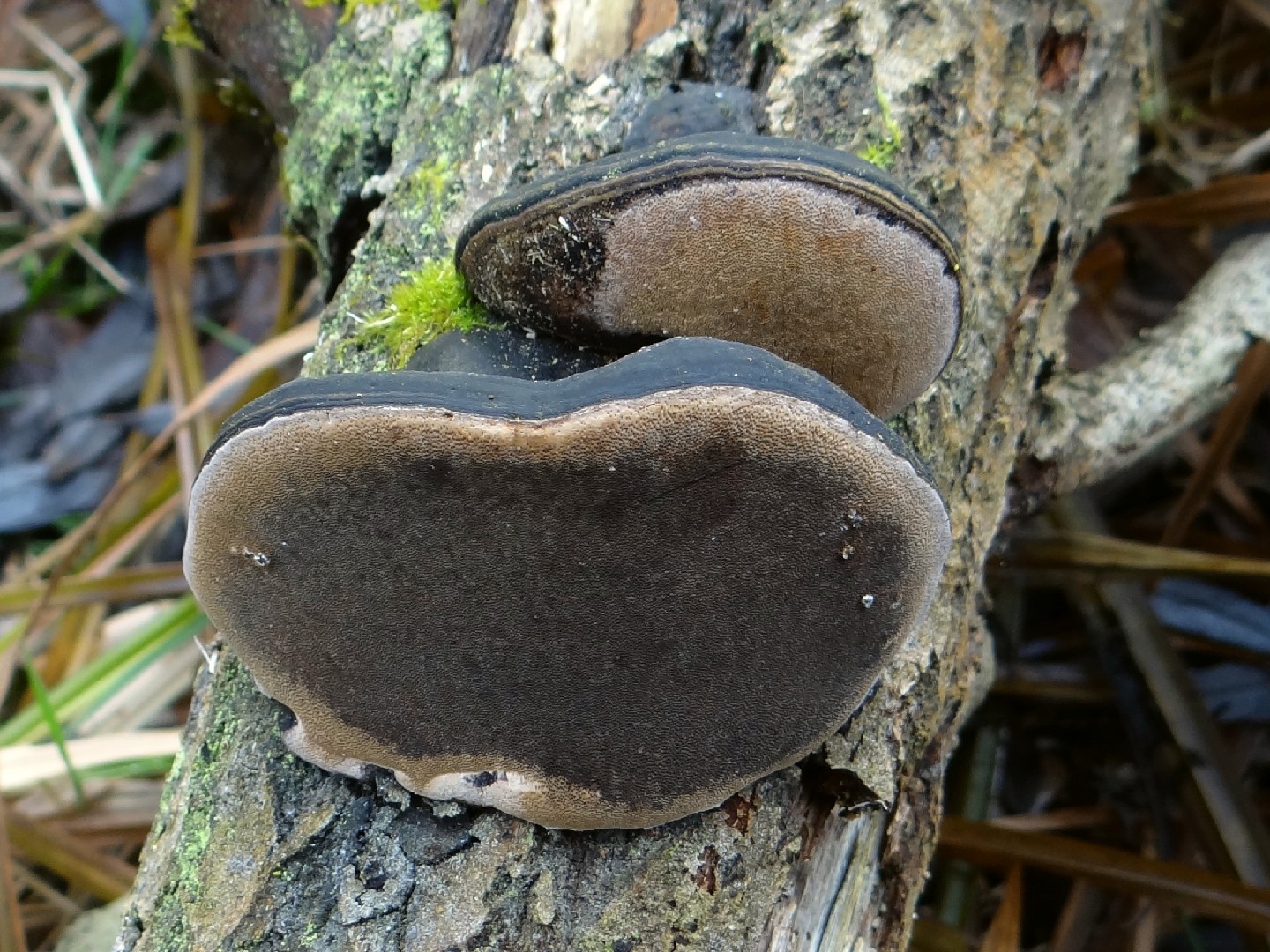 Yesquero negro (Phellinus igniarius) - Picture Mushroom