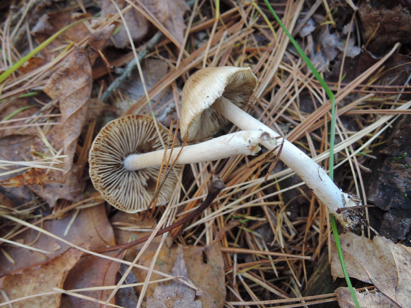Inocybe sindonia (Inocybe sindonia) - Picture Mushroom