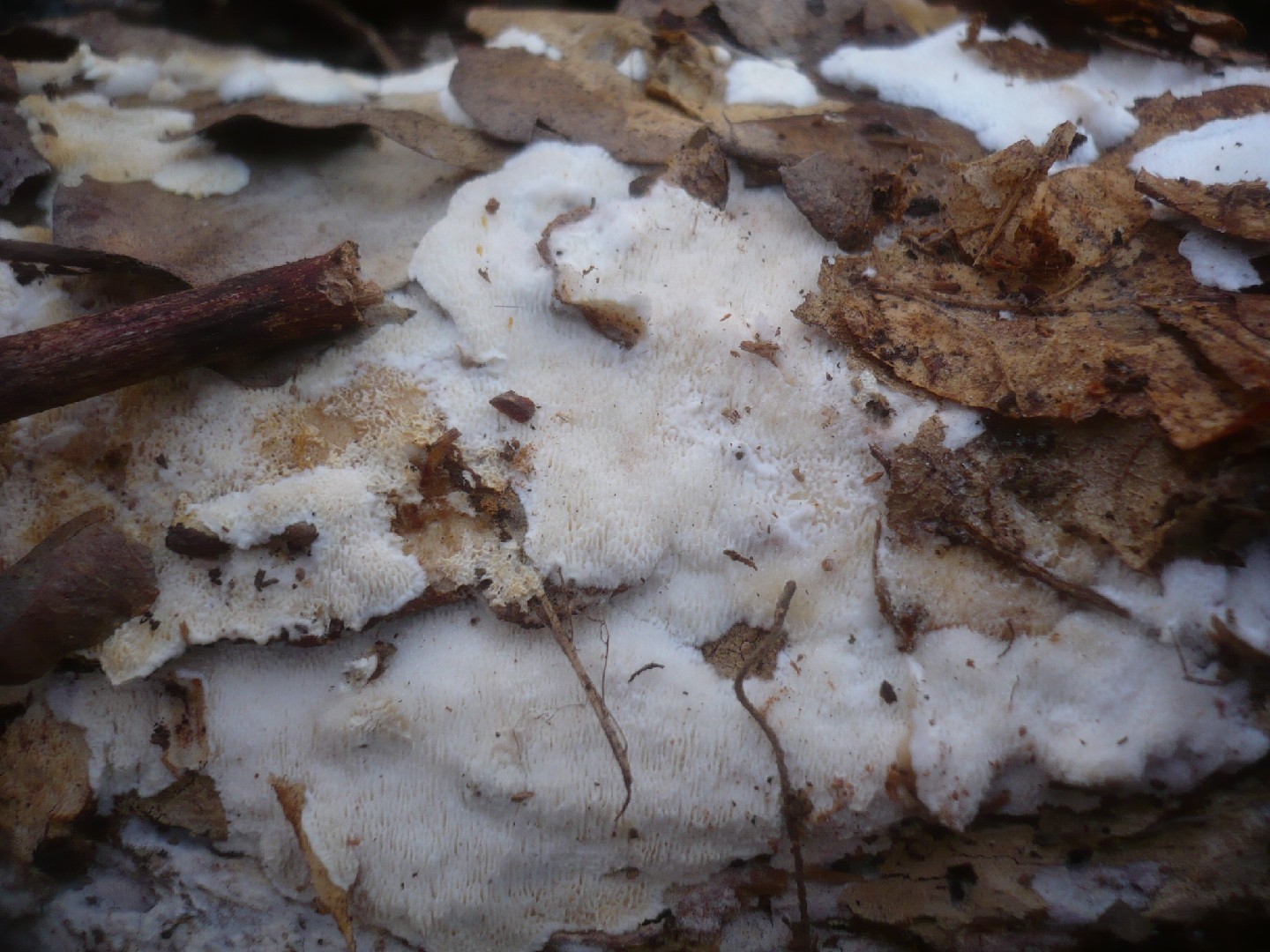 Sidera lenis (Sidera lenis) - Picture Mushroom