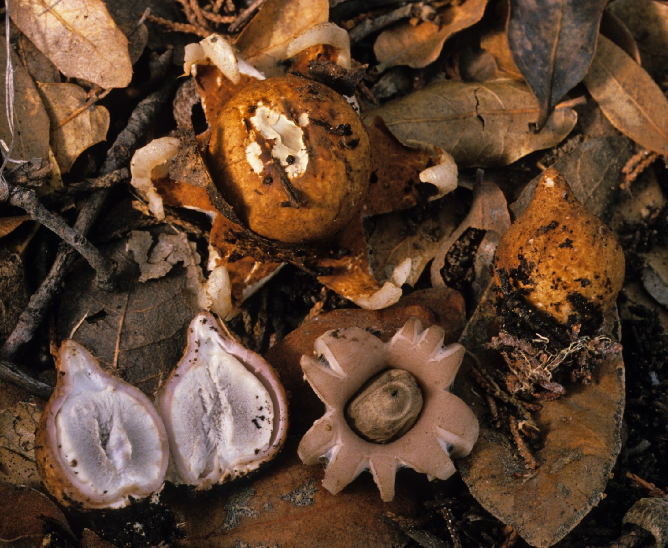Rounded earthstar How to identify it? - Picture Mushroom