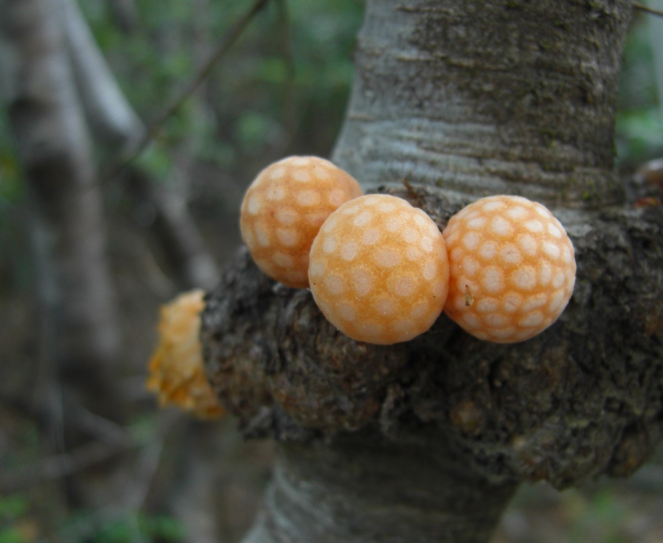 Cyttaria (Cyttaria) - Picture Mushroom