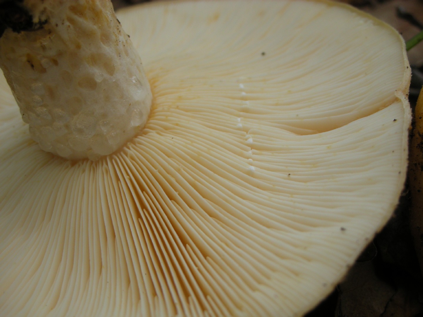Golden milk-cap How to identify it? - Picture Mushroom