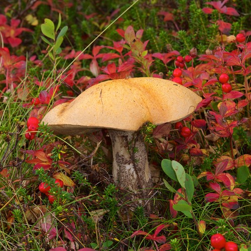 Birken-rotkappe (Leccinum versipelle) - Picture Mushroom