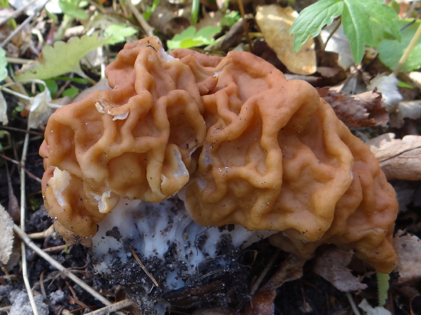 Gyromitra gigas (Gyromitra gigas) - Picture Mushroom