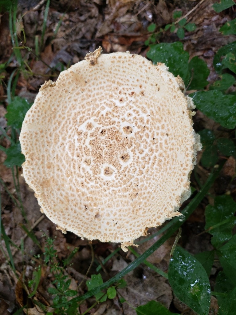 Carrot-footed lepidella How to identify it? - Picture Mushroom