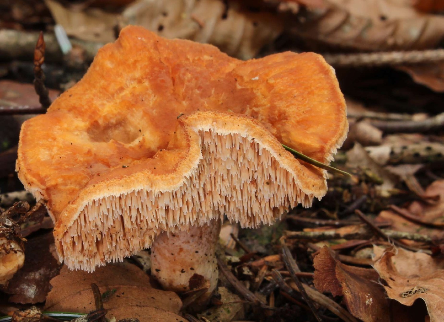Terracotta hedgehog How to identify it? - Picture Mushroom