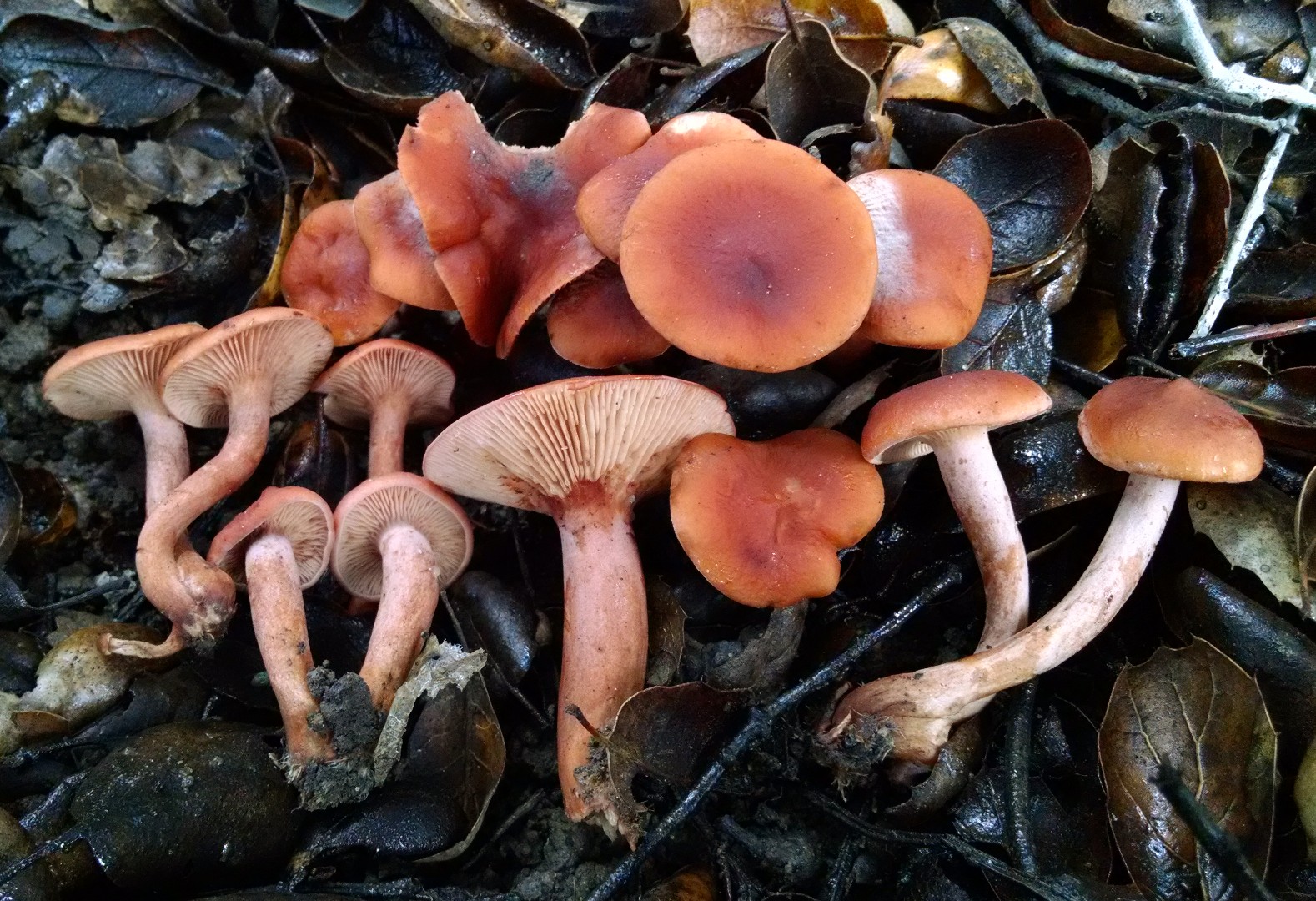 Lactarius rufulus (Lactarius rufulus) - Picture Mushroom