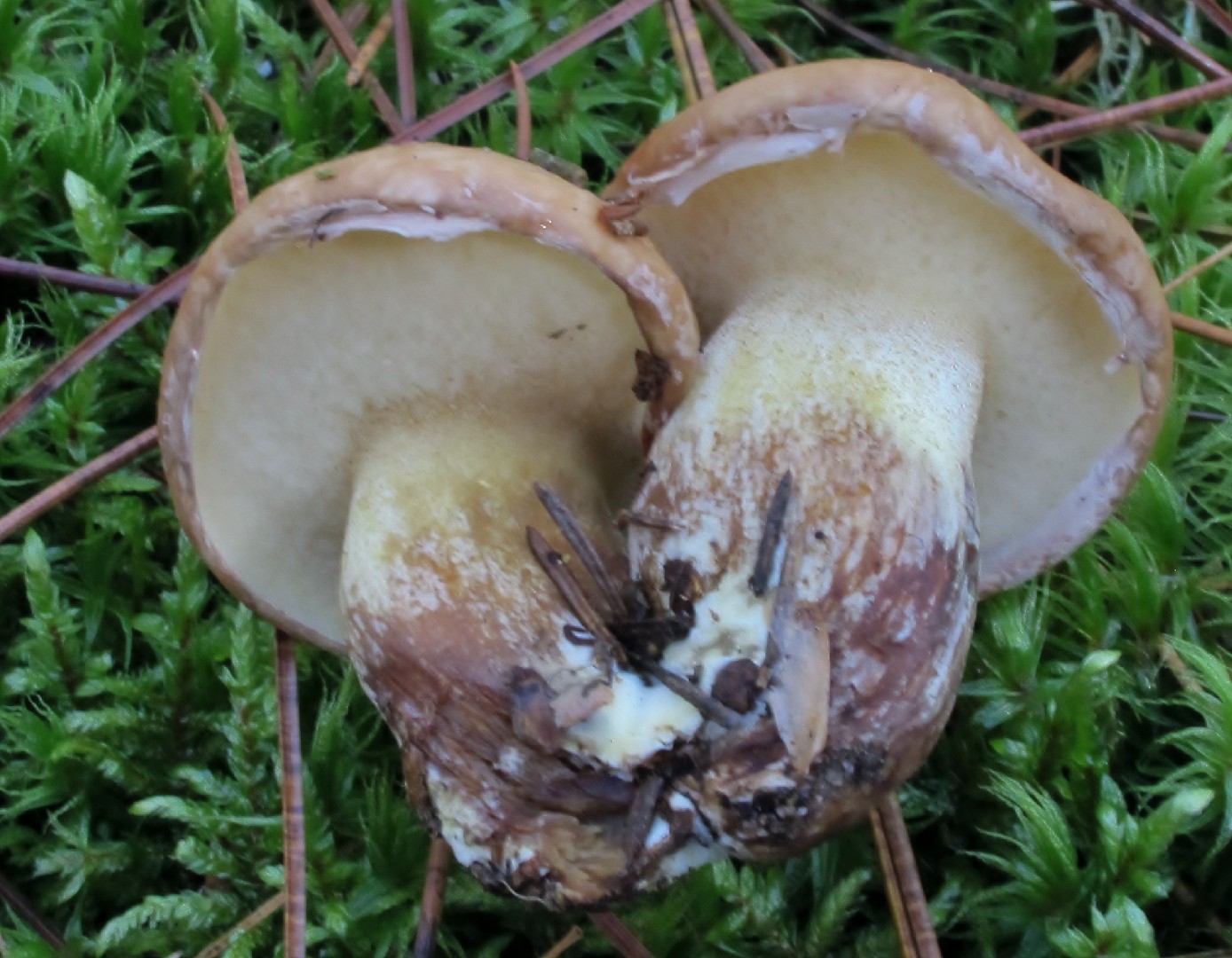 Маслёнок (Suillus) - Picture Mushroom