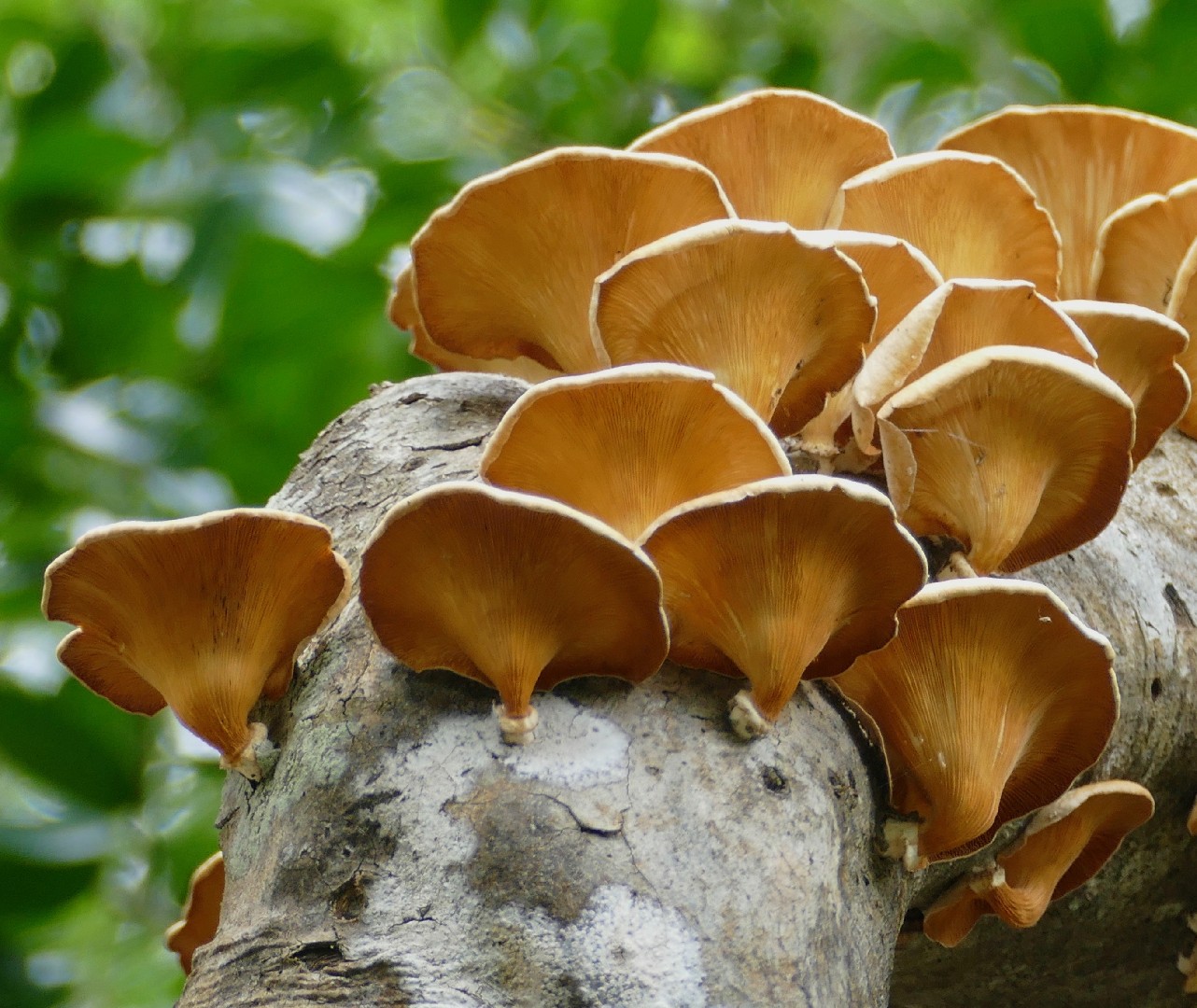 Lentinus sajor-caju (Lentinus sajor-caju) - Picture Mushroom