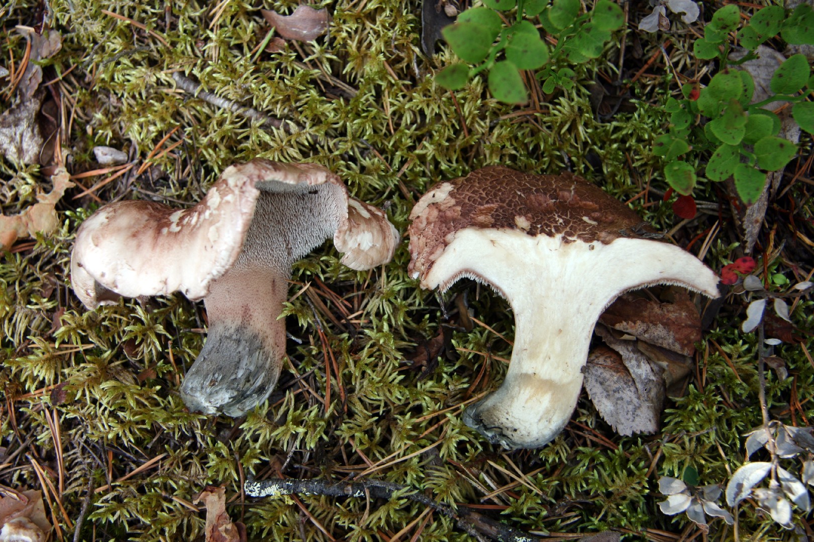 Sarcodon (Sarcodon) - Picture Mushroom